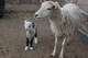 Rare 'geep,' from sheep, goat pairing, born in Arizona