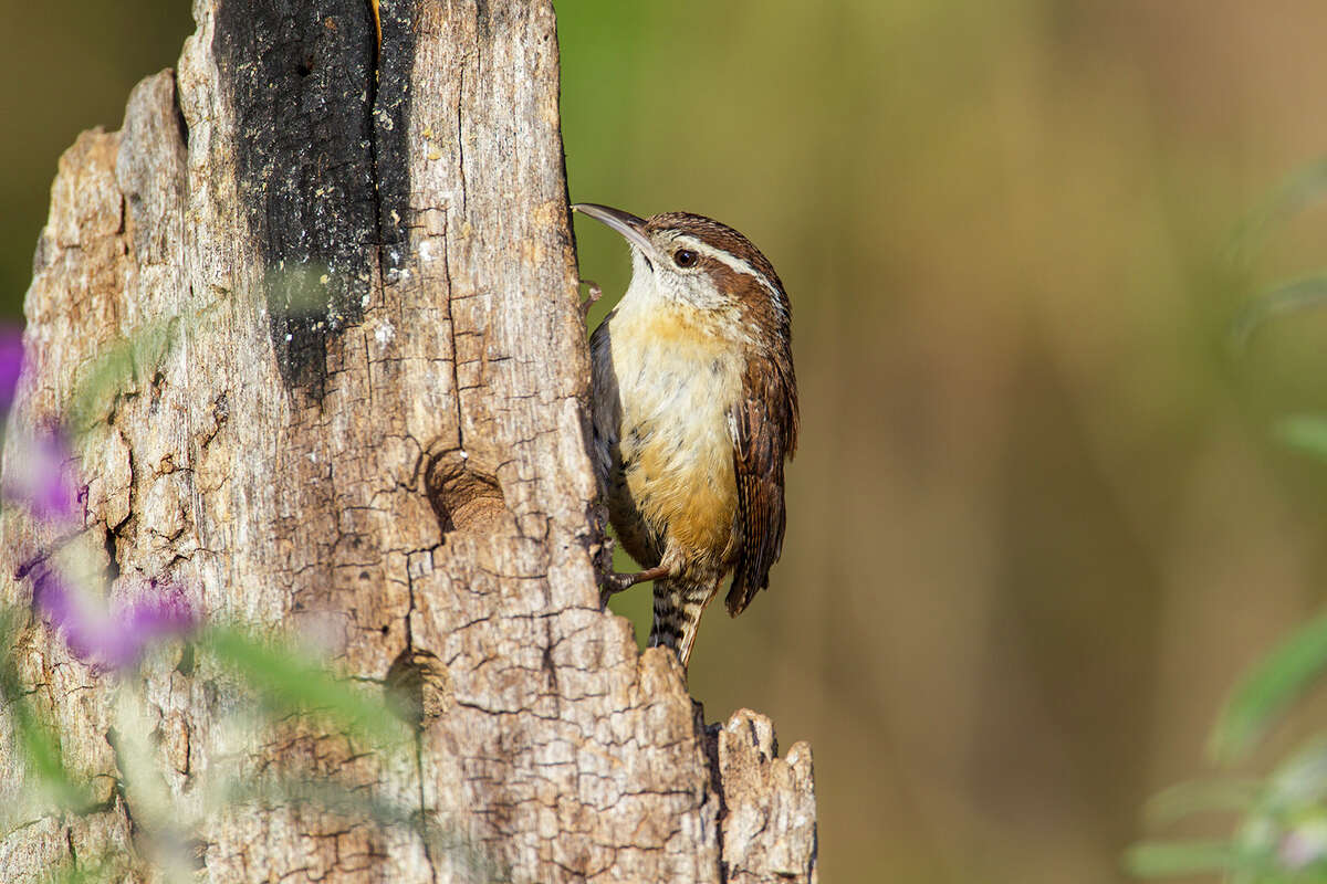 Flitting Carolina wrens are year-round residents