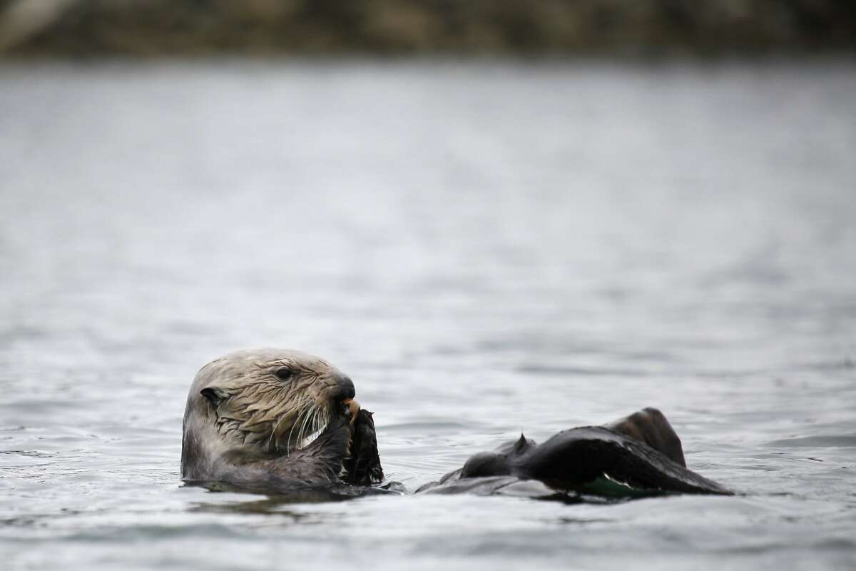 Great white sharks partly to blame for otter recovery stall