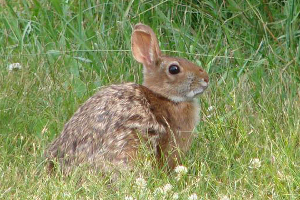 There’s a bunny boom in Seattle right now. Here’s why