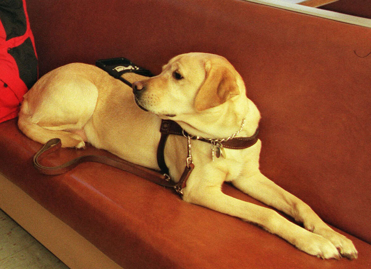 Seattle's top dog names - and assorted awesome ones