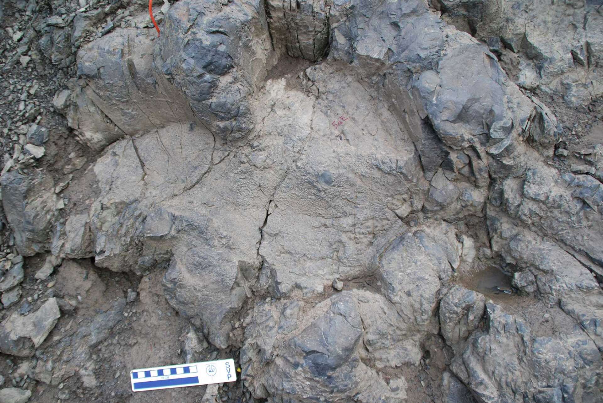 Texas scientist makes 'exquisite' dinosaur find
