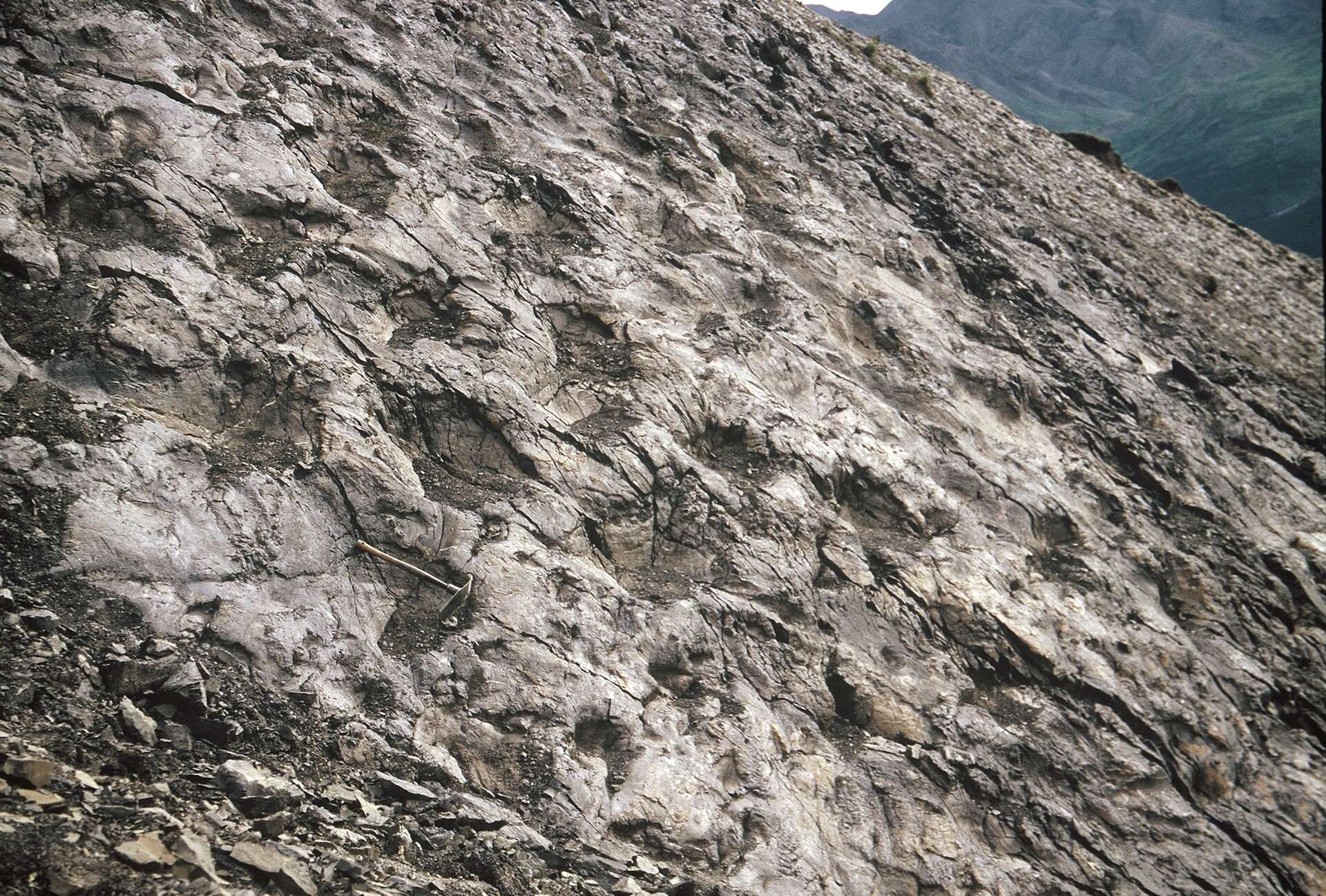 Texas scientist makes 'exquisite' dinosaur find