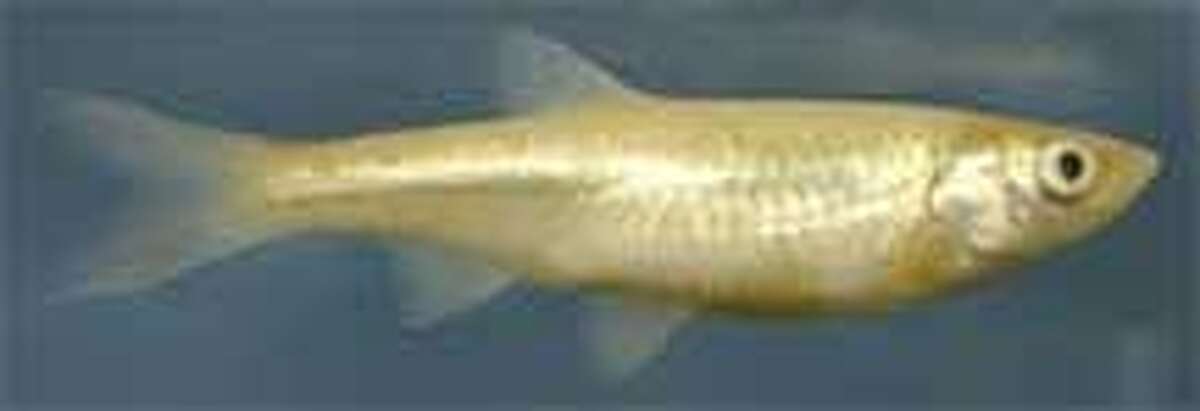 Texas minnows added to endangered list
