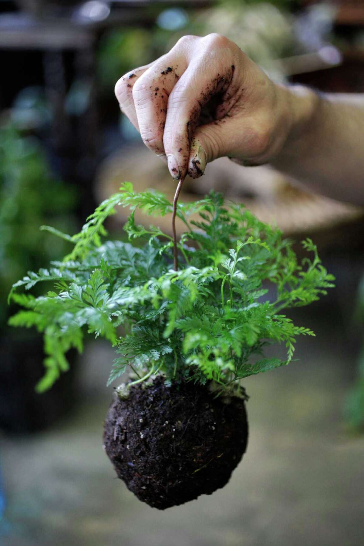 Green up small spaces, Japanese style