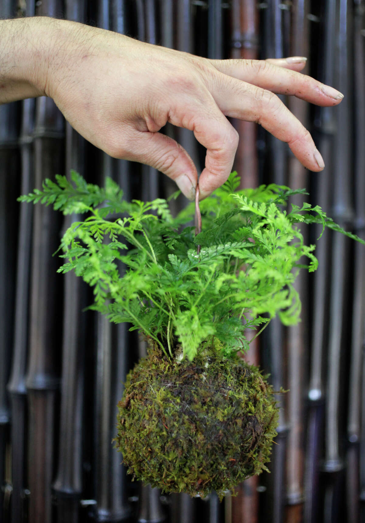Green up small spaces, Japanese style