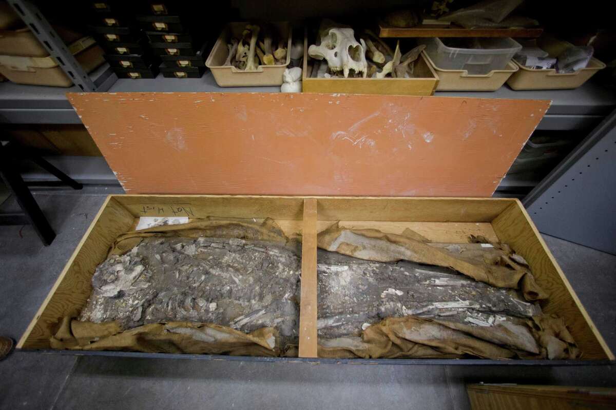 Museum rediscovers ancient skeleton in storage