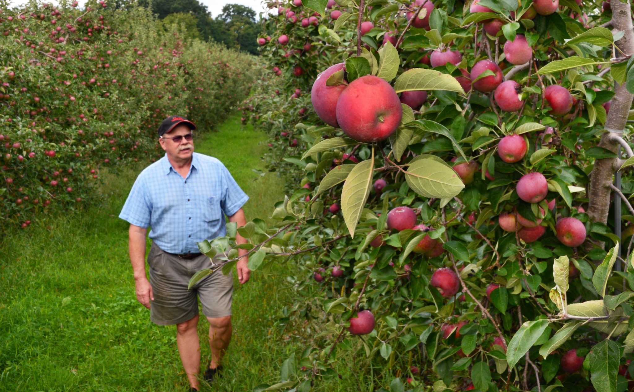 More apples - and bigger ones - expected in state this year