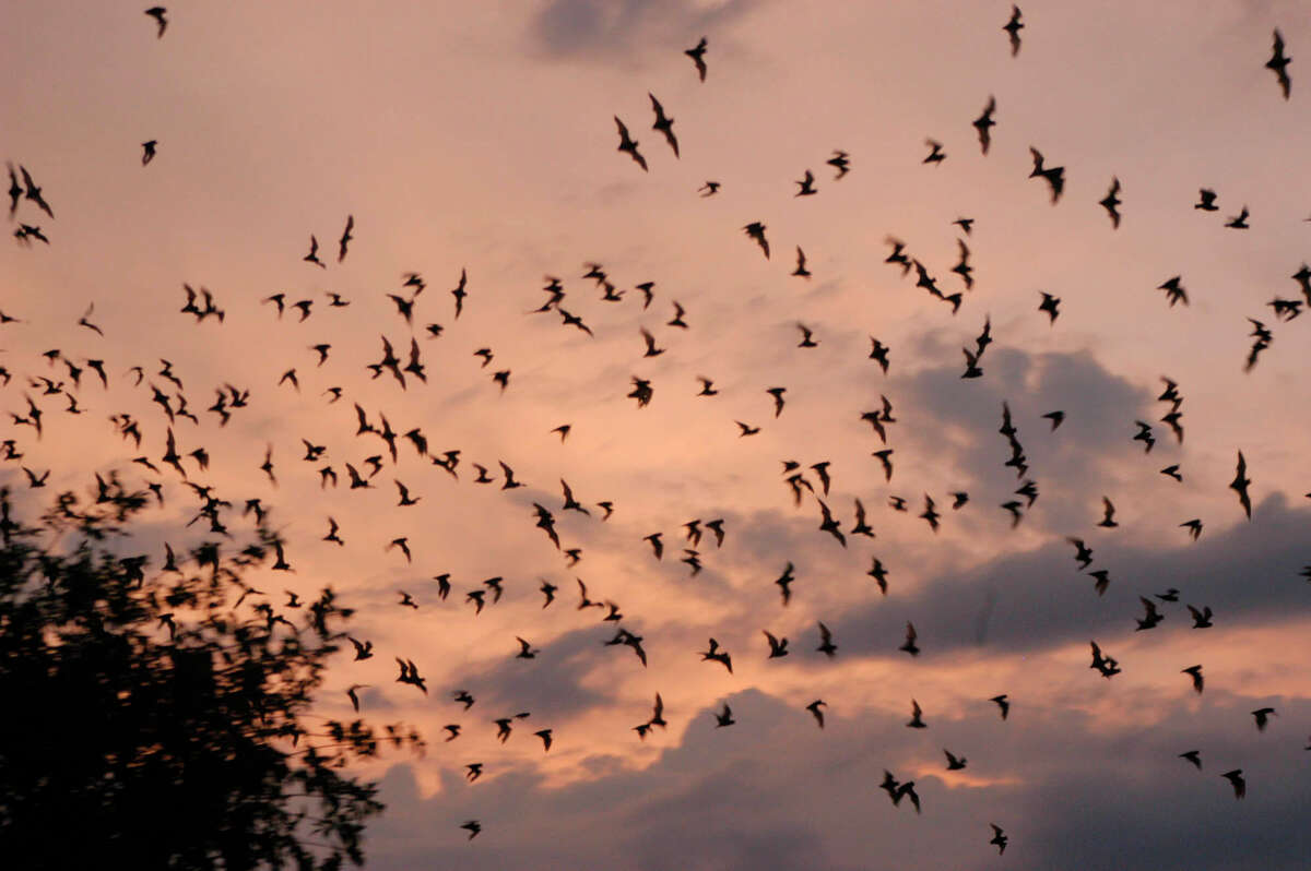 Why nearly 100 bats are hanging along a Houston office building