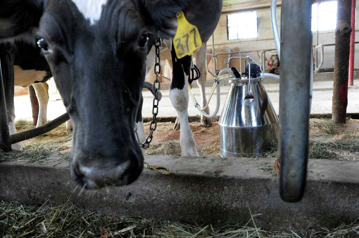 Young farmer cares for cows and crops