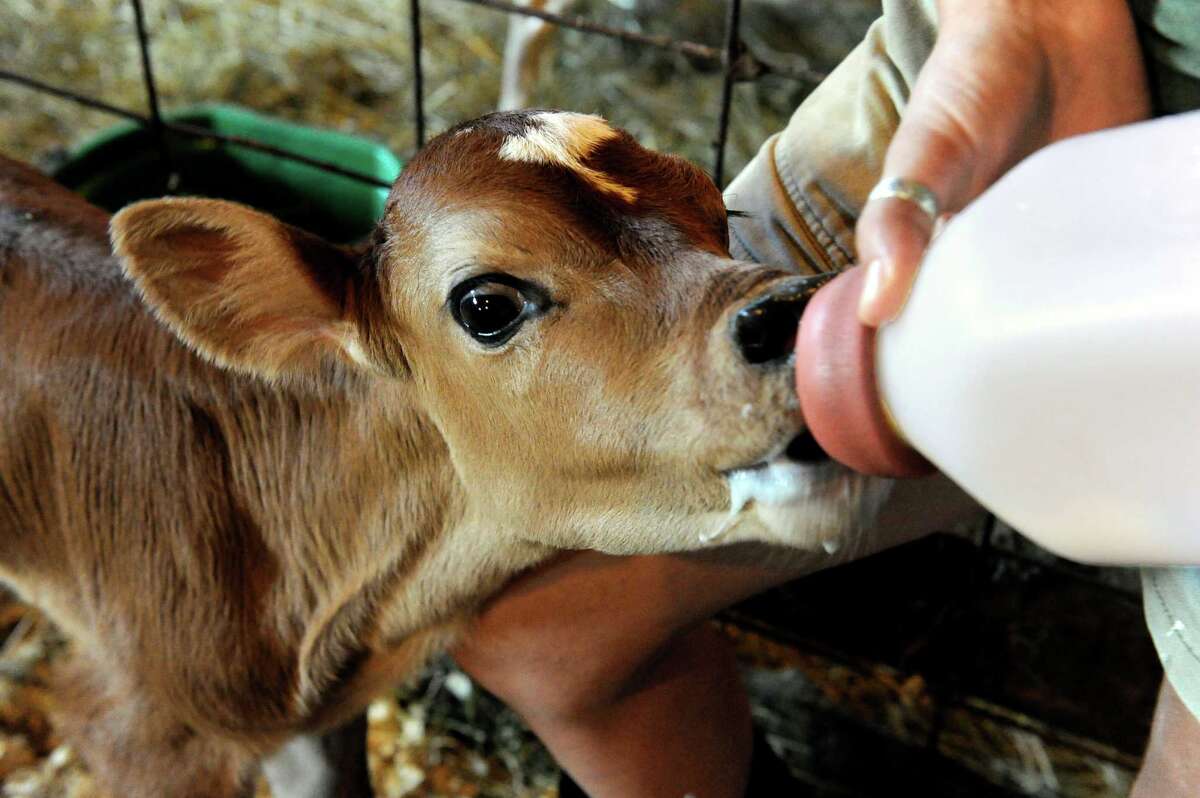 Young farmer cares for cows and crops