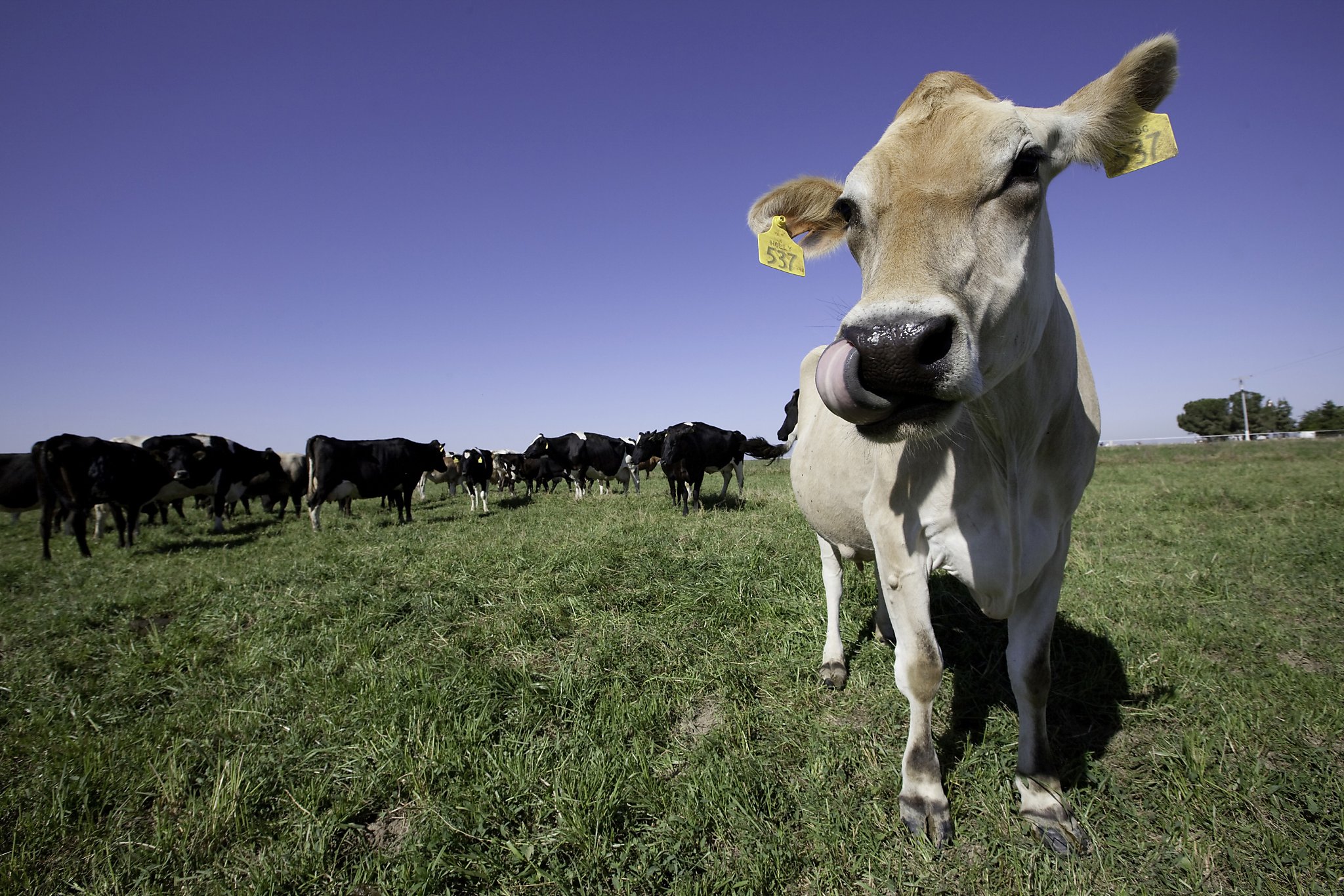 A moo-ving testimonial from a California dairy cow