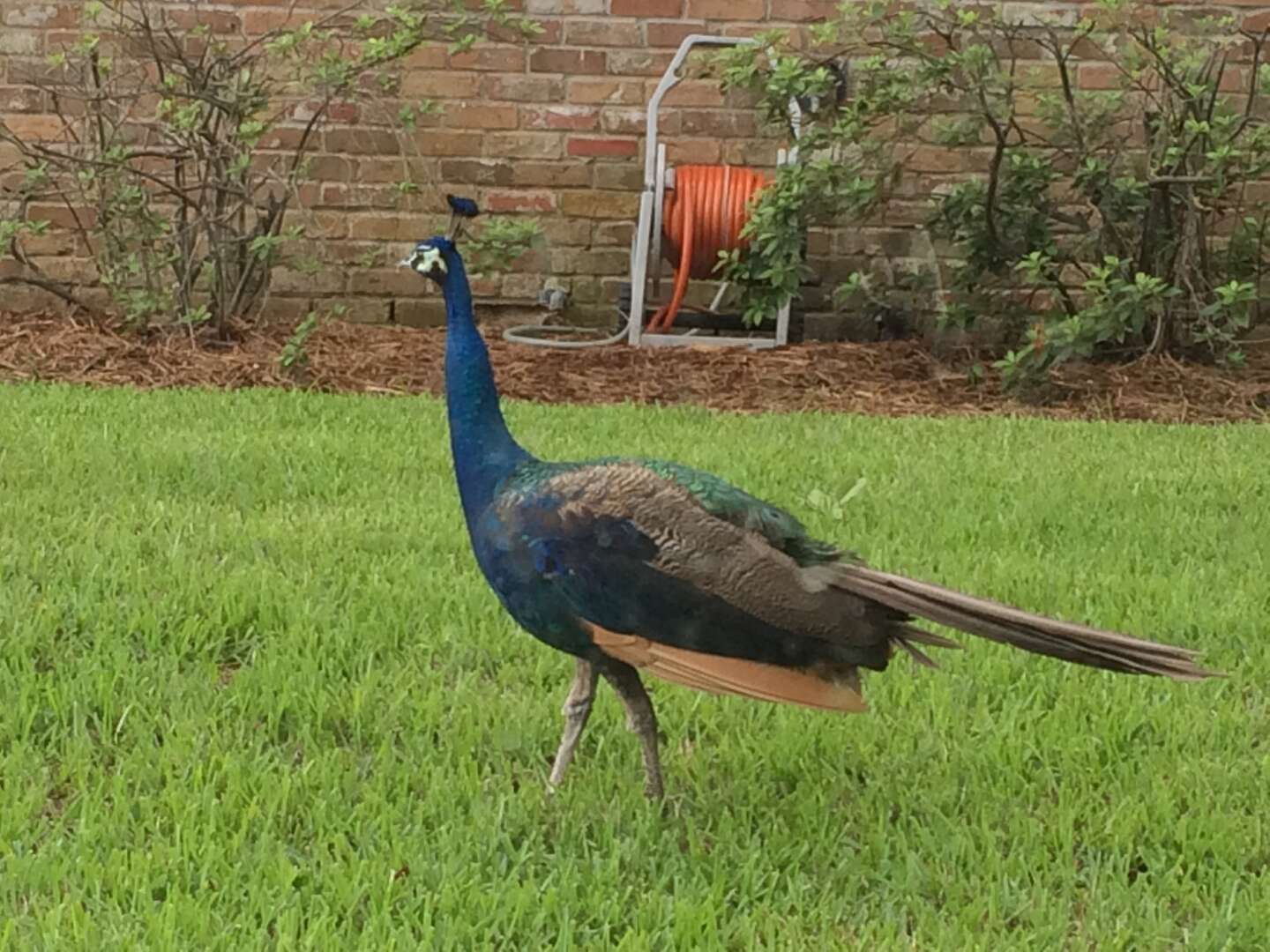 Why are there peacocks in Houston? Here's a look at the origin story