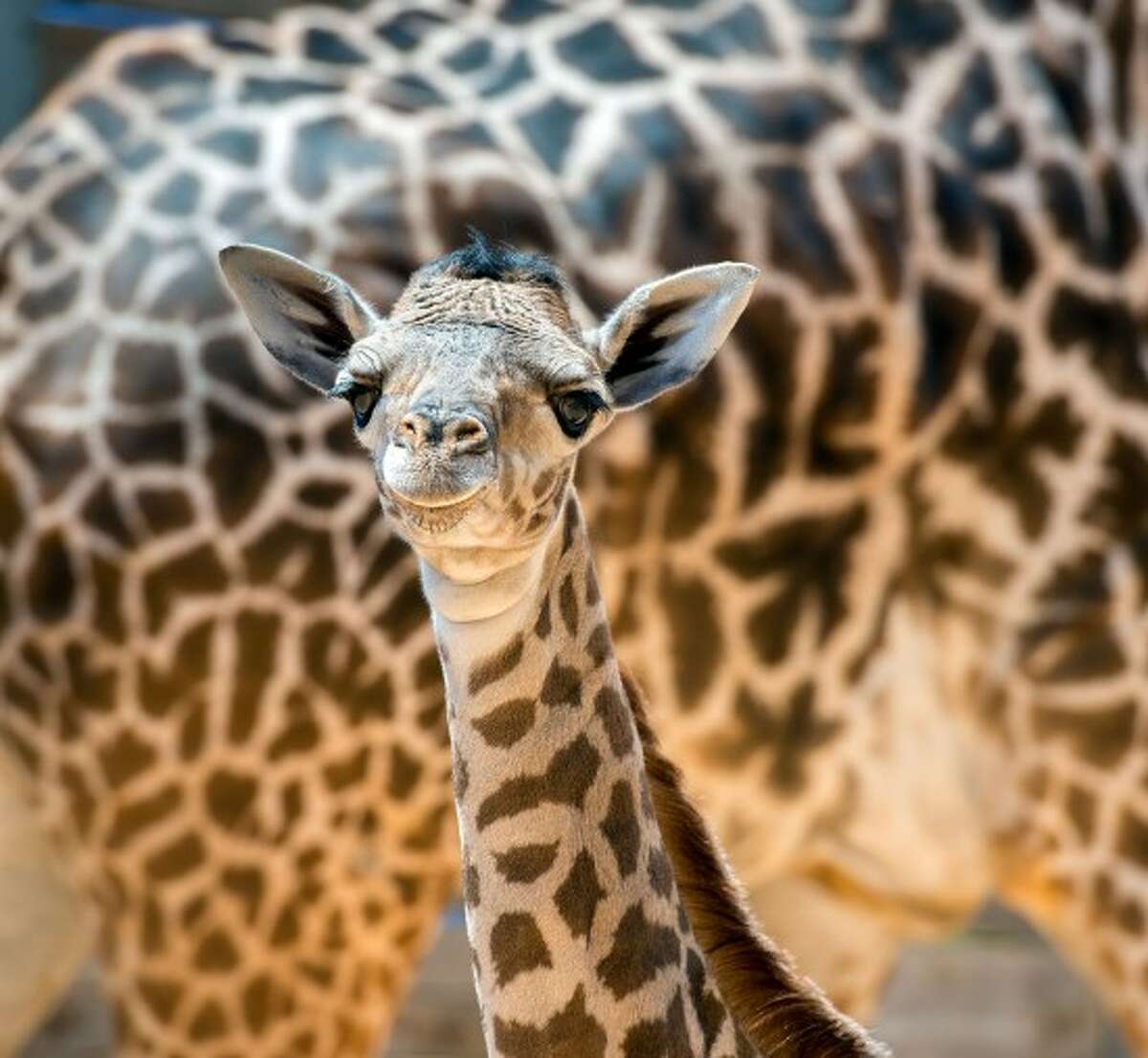 Baby giraffe born at the Houston Zoo