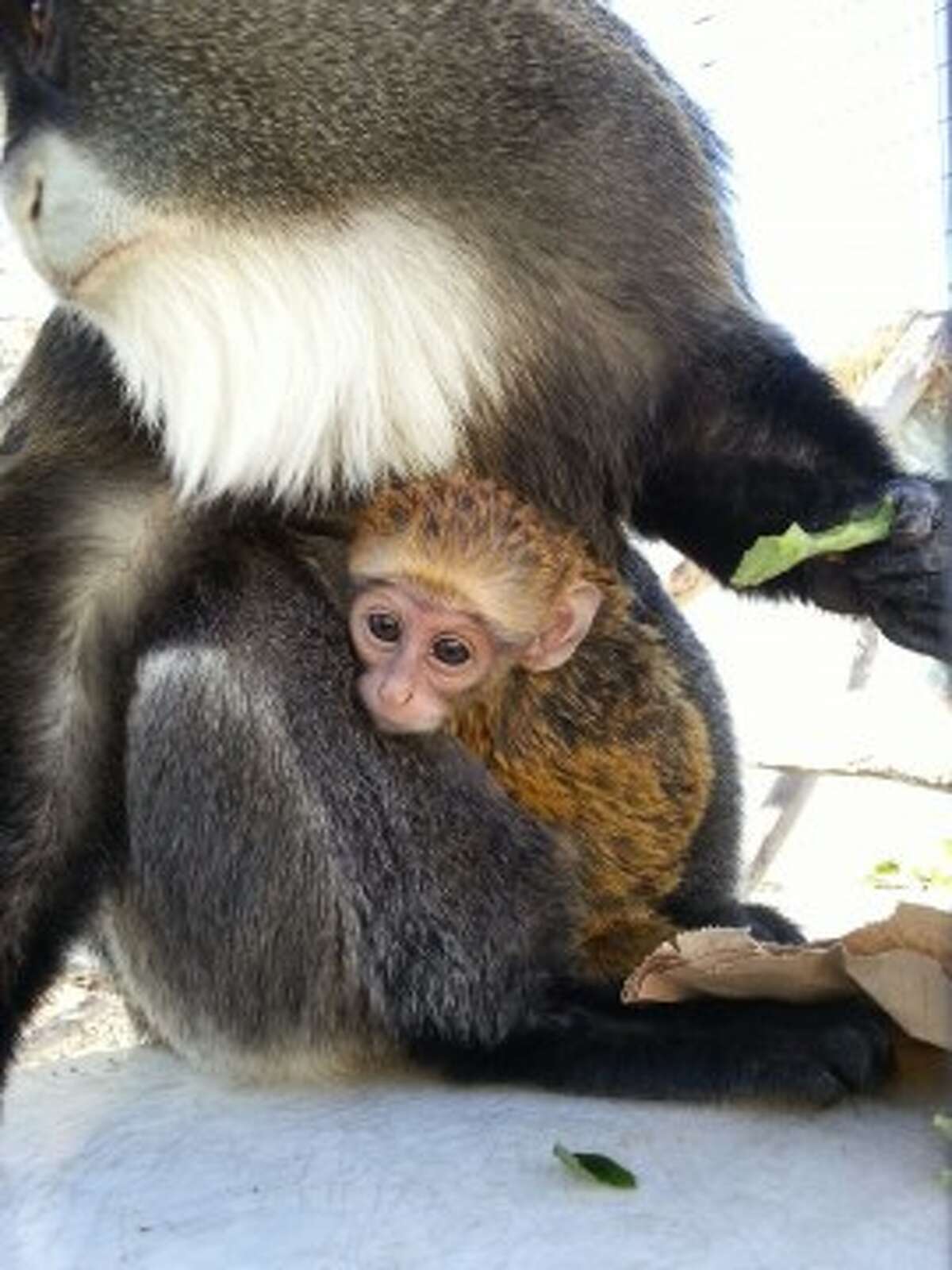 New baby at Houston zoo is six foot tall and 132 pounds