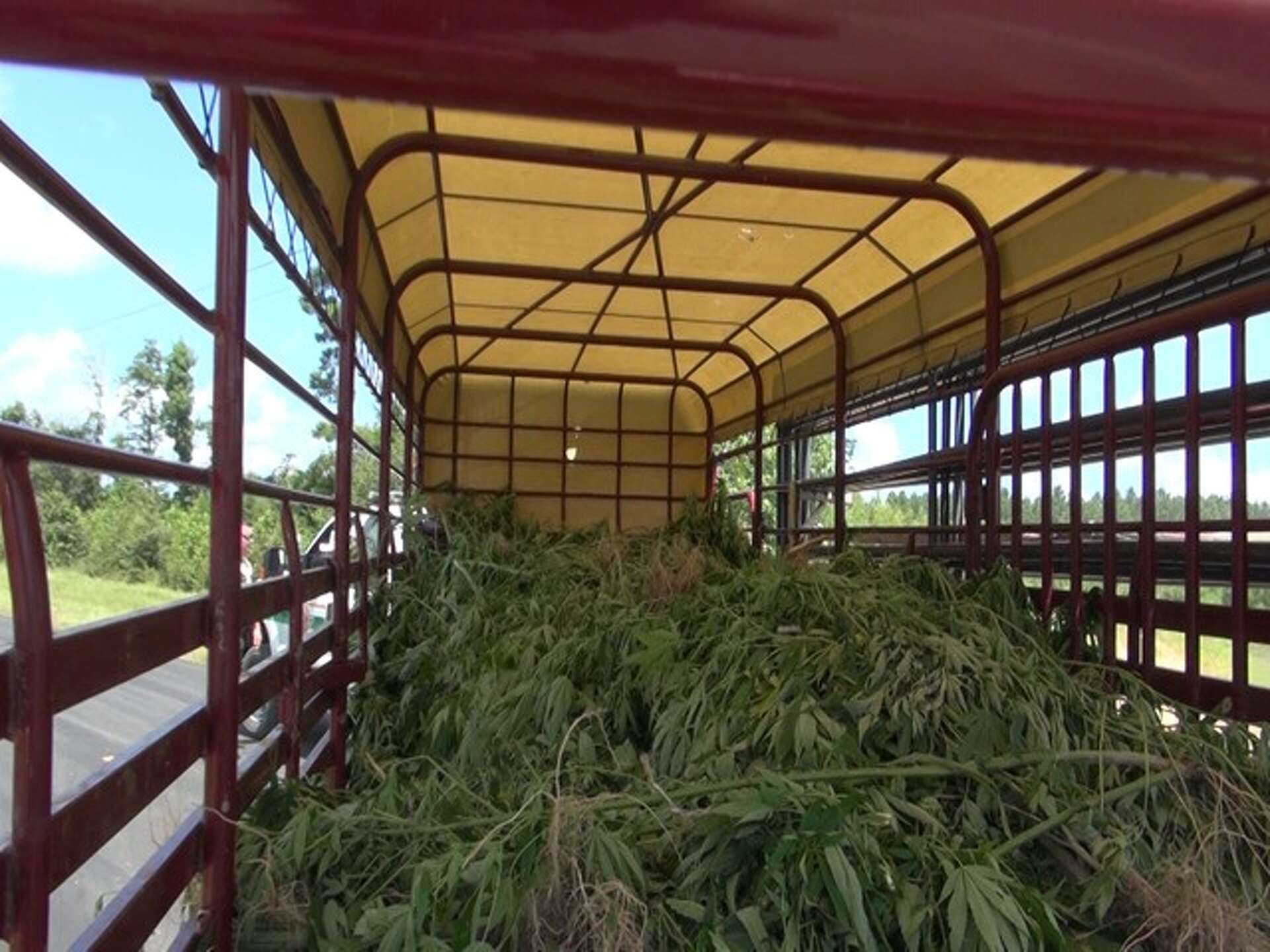 Massive Polk County marijuana farms may be connected