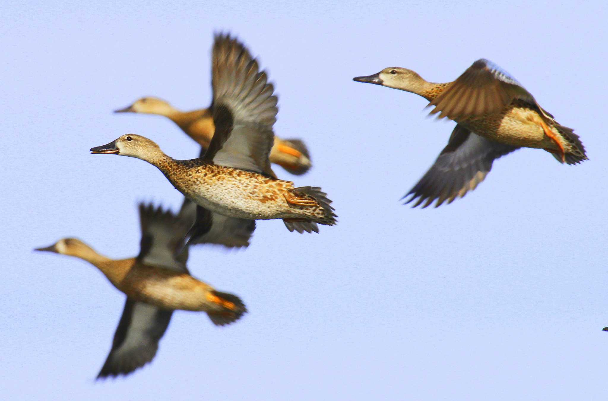 Big season ahead for thriving waterfowl