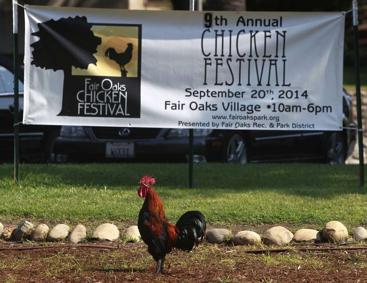 2 California towns where chickens have free range