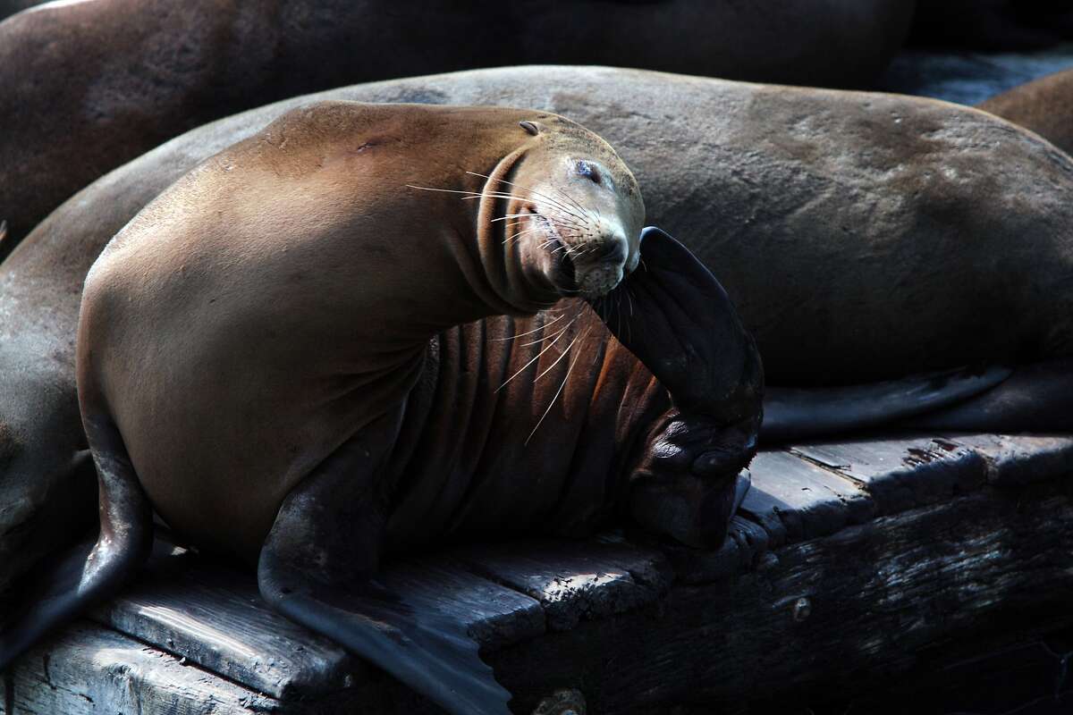 Sea lions back at San Francisco's Fisherman's Wharf