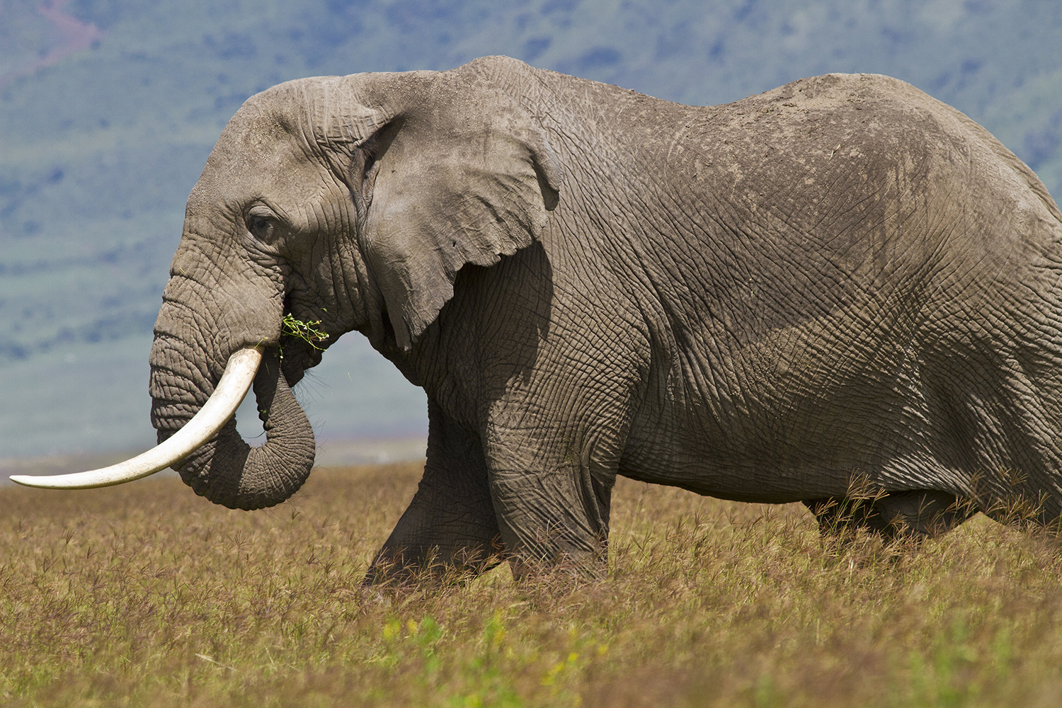Elephants are creatures of complex behavior