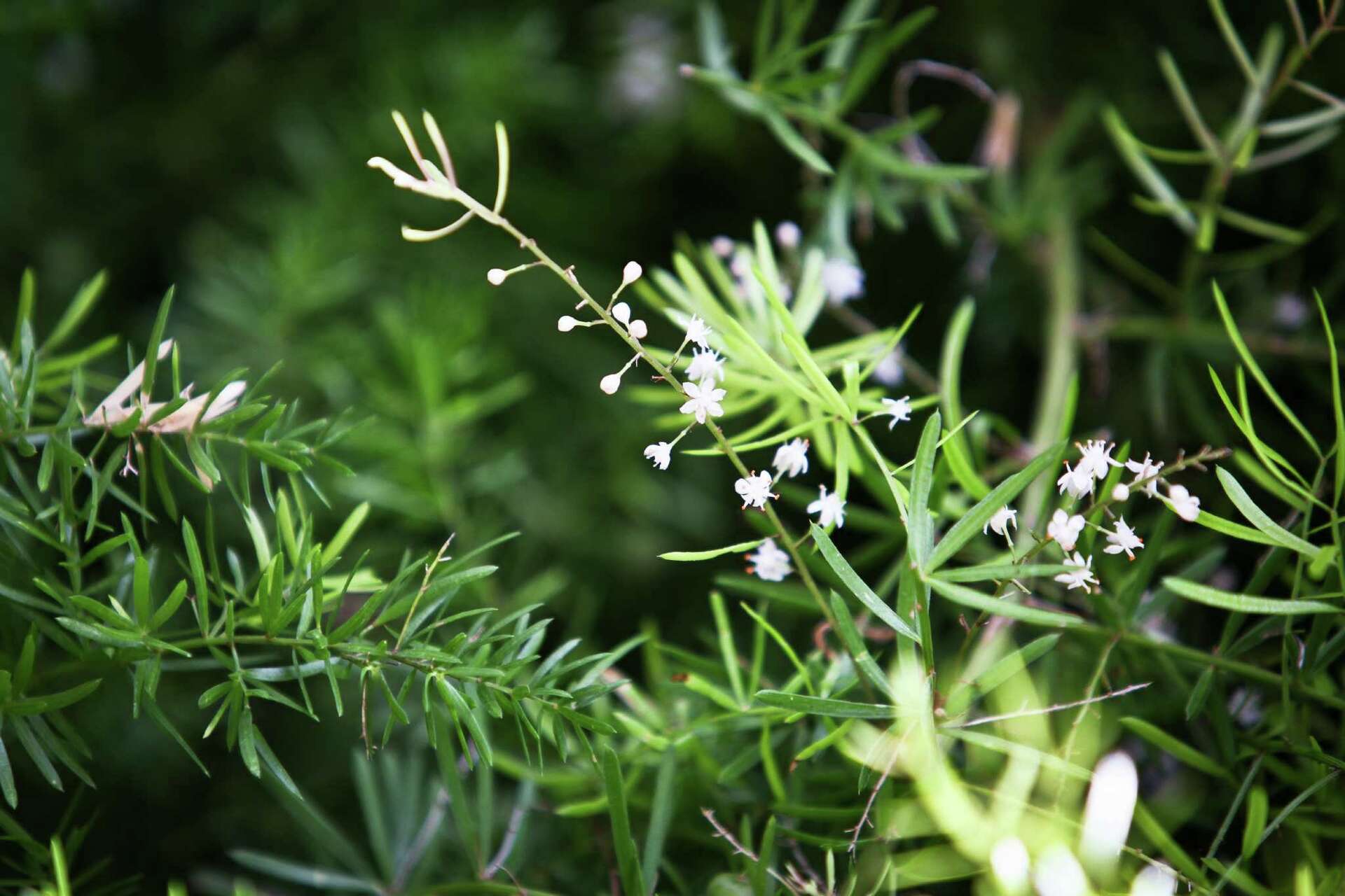 Plant these native Texas plants in your garden