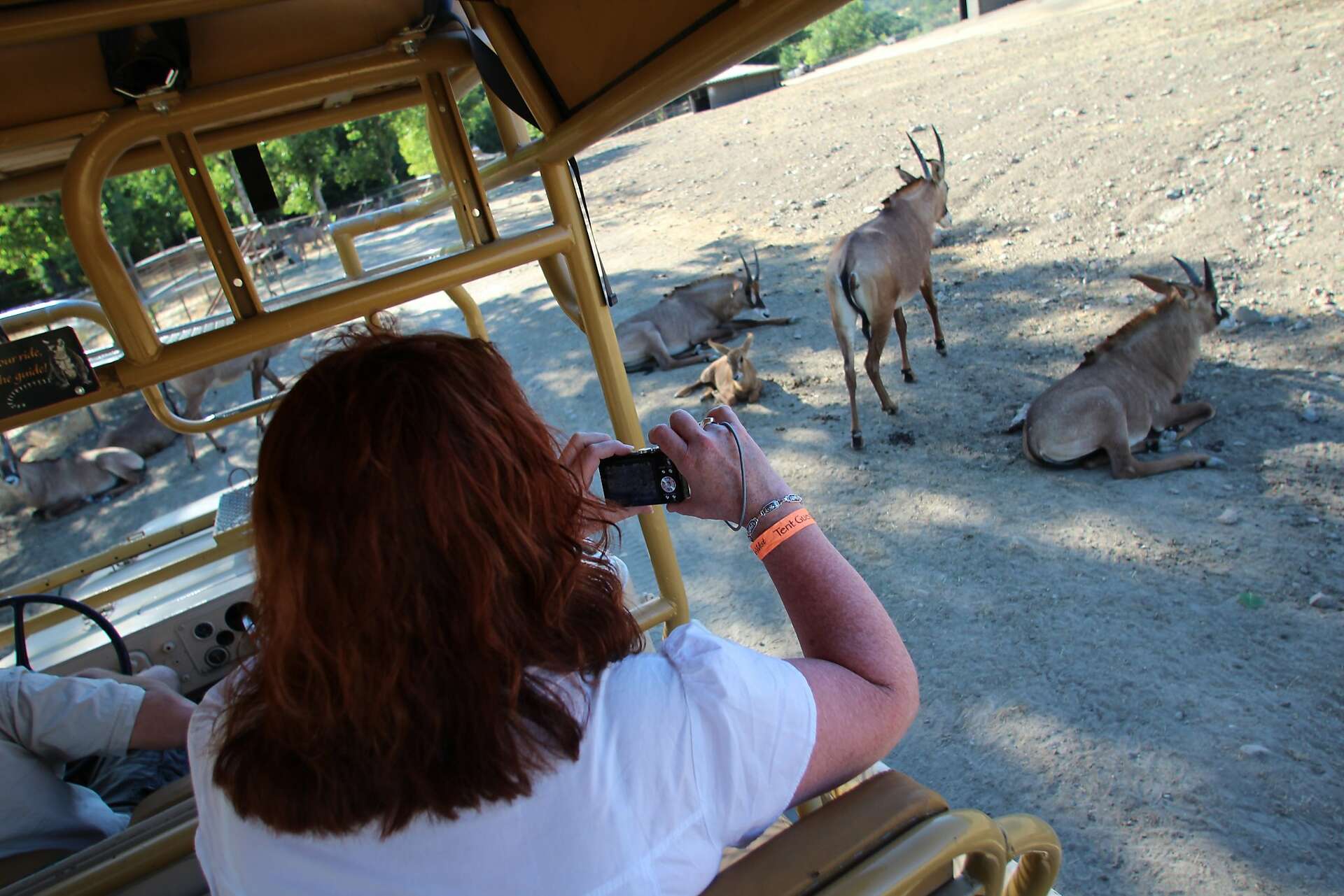 Bedding down on the wild side at Safari West in Santa Rosa