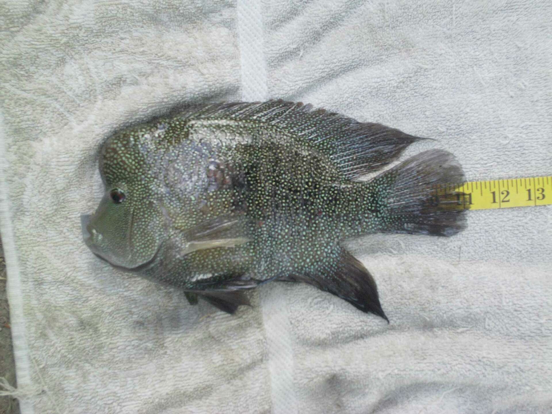 San Antonio-area man scores world record fish in lake near New Braunfels