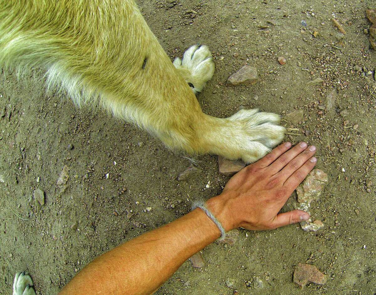 He takes selfies with wolves