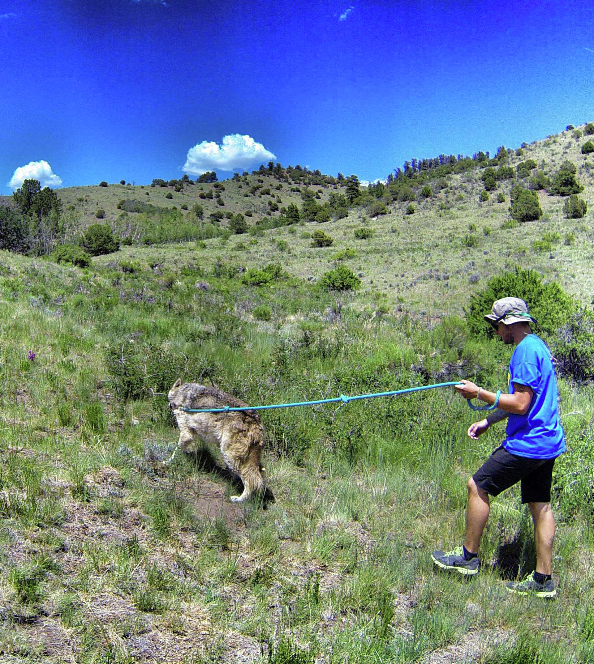 He takes selfies with wolves
