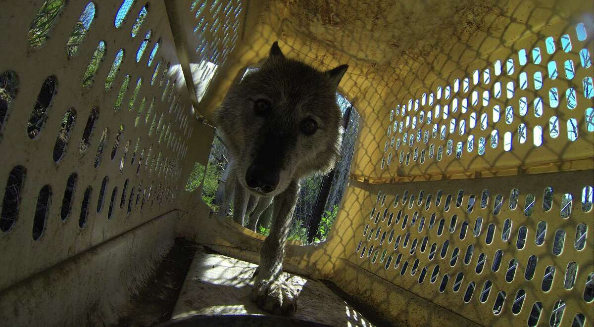 He takes selfies with wolves