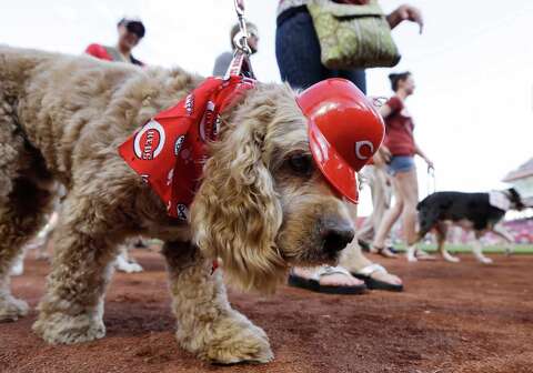 Seattle's top dog names - and assorted awesome ones