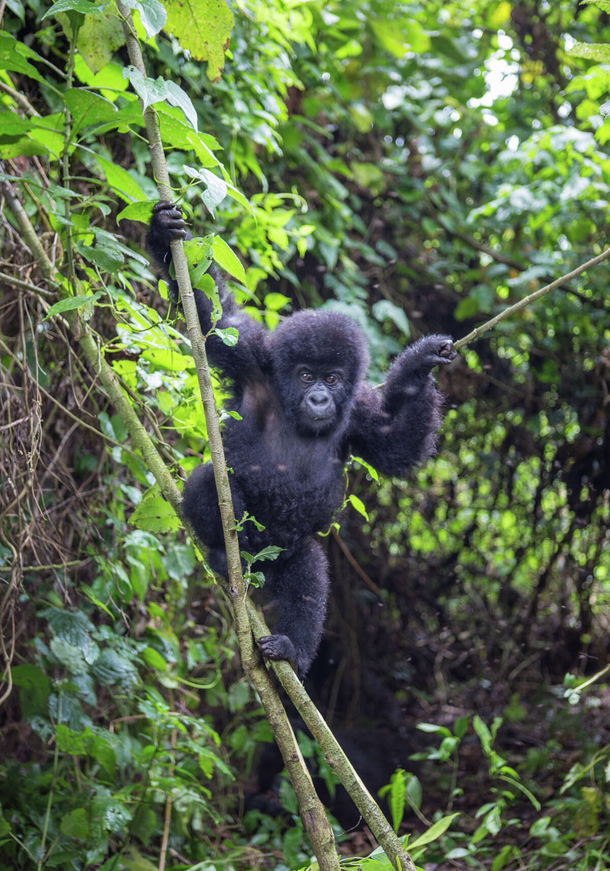 Virunga National Park lets tourists get up close to gorillas