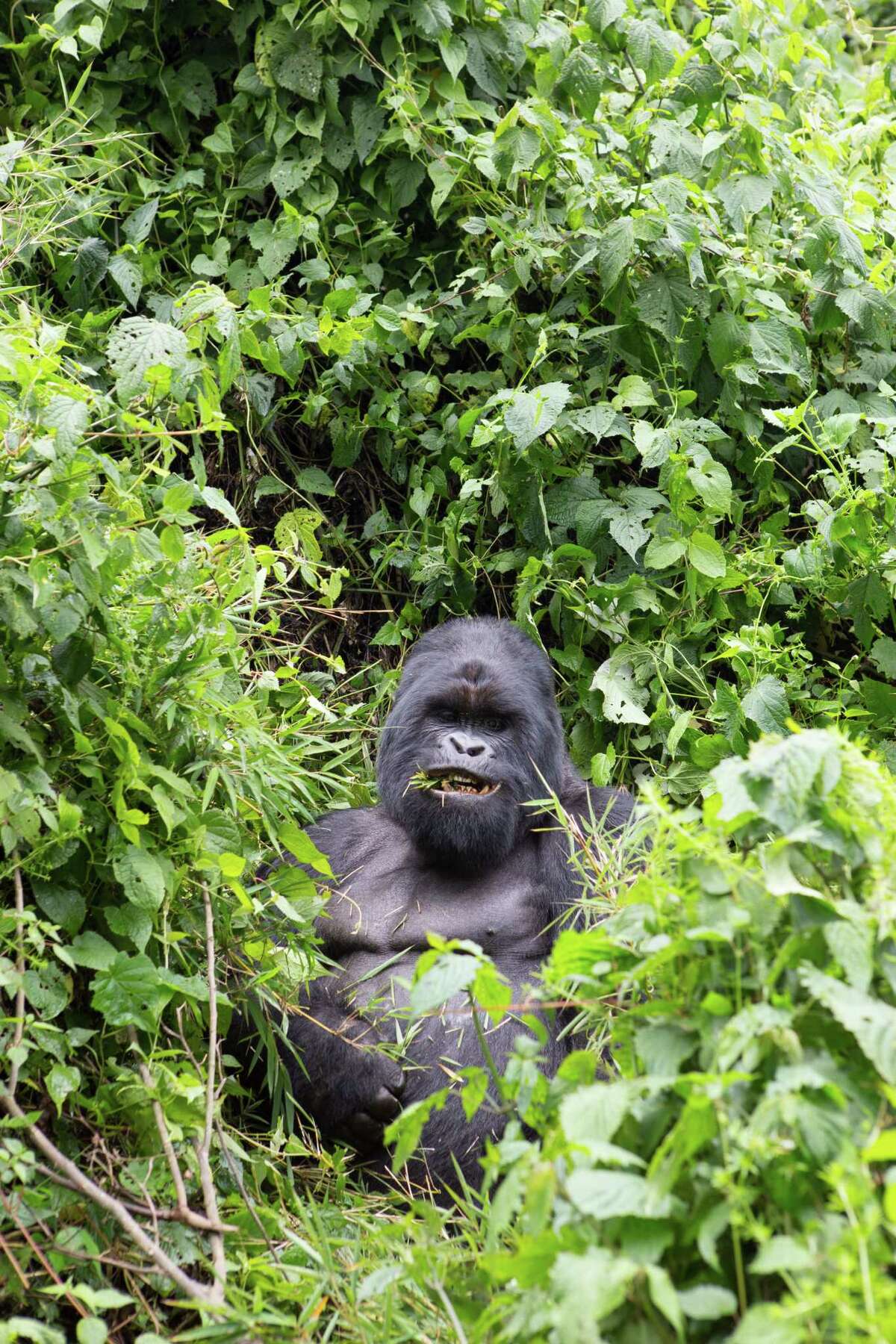 Virunga National Park lets tourists get up close to gorillas