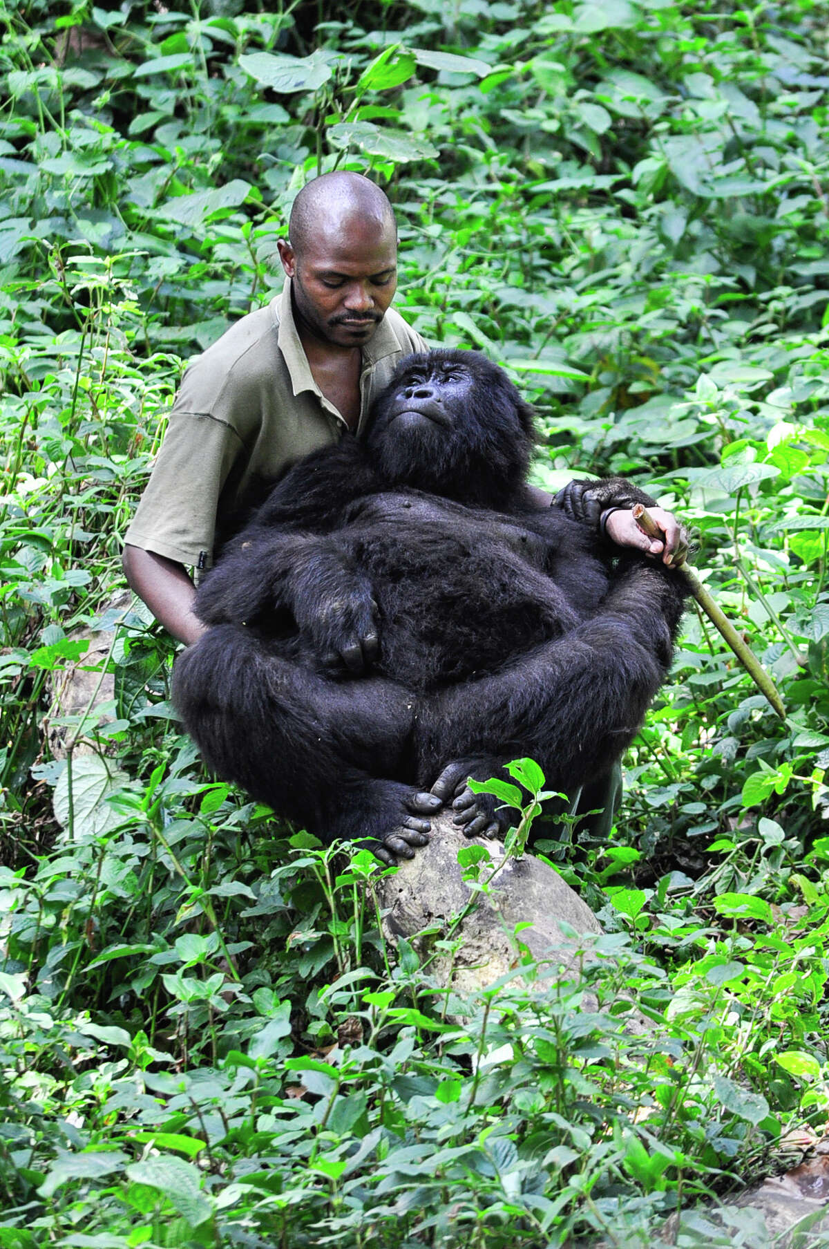 Virunga National Park lets tourists get up close to gorillas