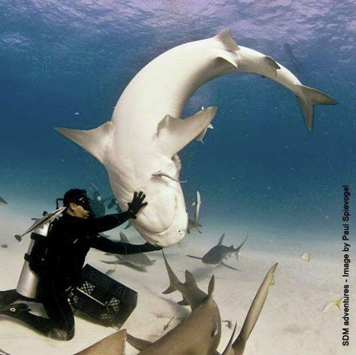 Woodlands diver comes face to face with sharks for 'Shark Week'