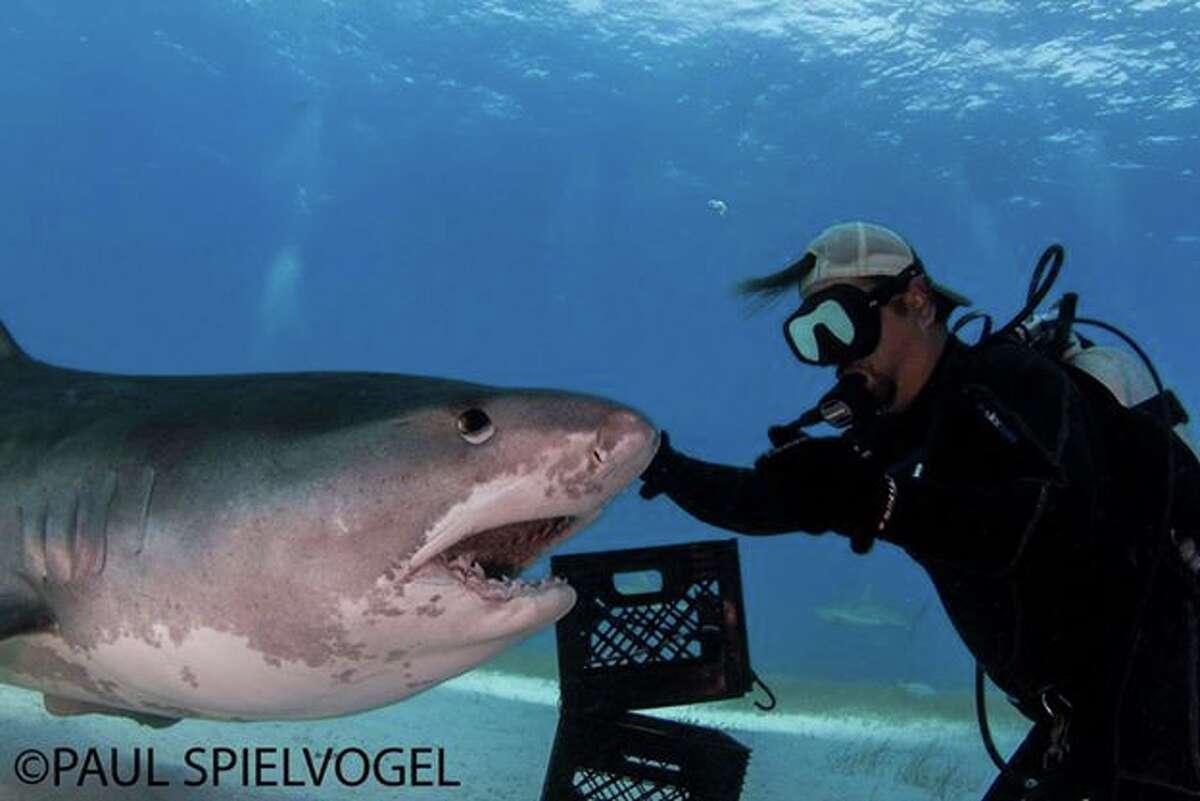Woodlands diver comes face to face with sharks for 'Shark Week'