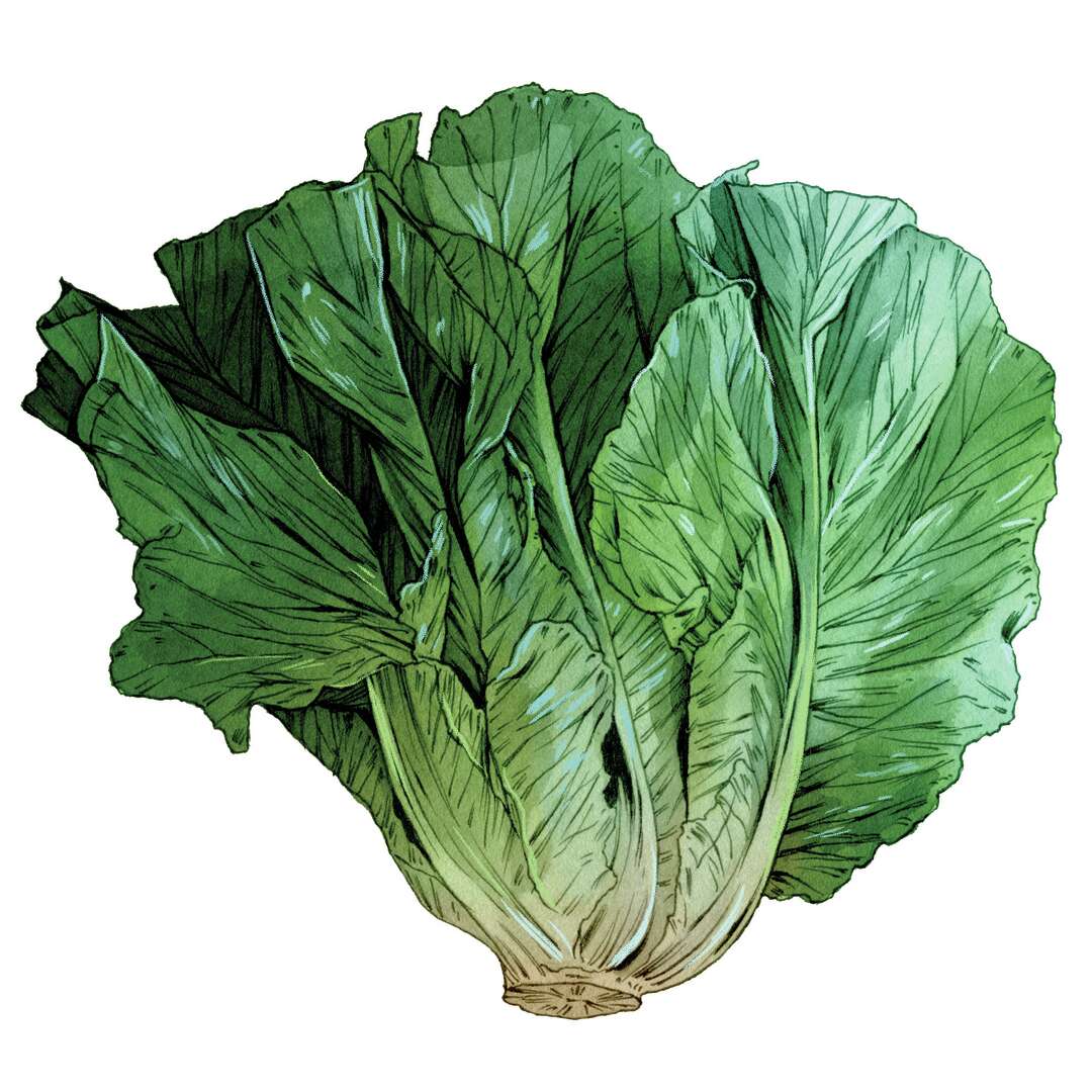 Plant a fall-winter vegetable garden