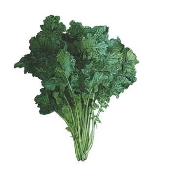 Plant a fall-winter vegetable garden