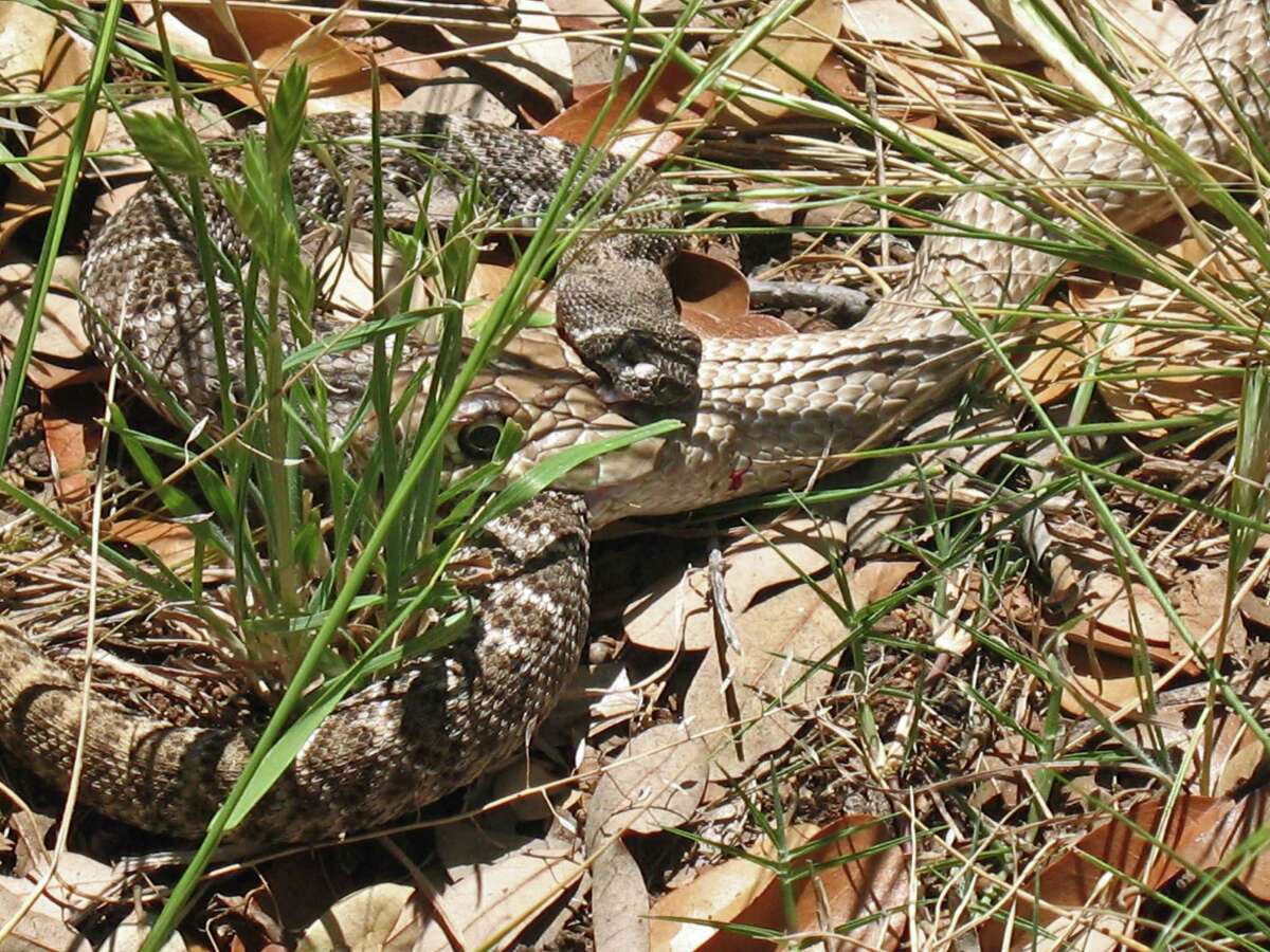 Texas officials see increase in rattlesnake bites