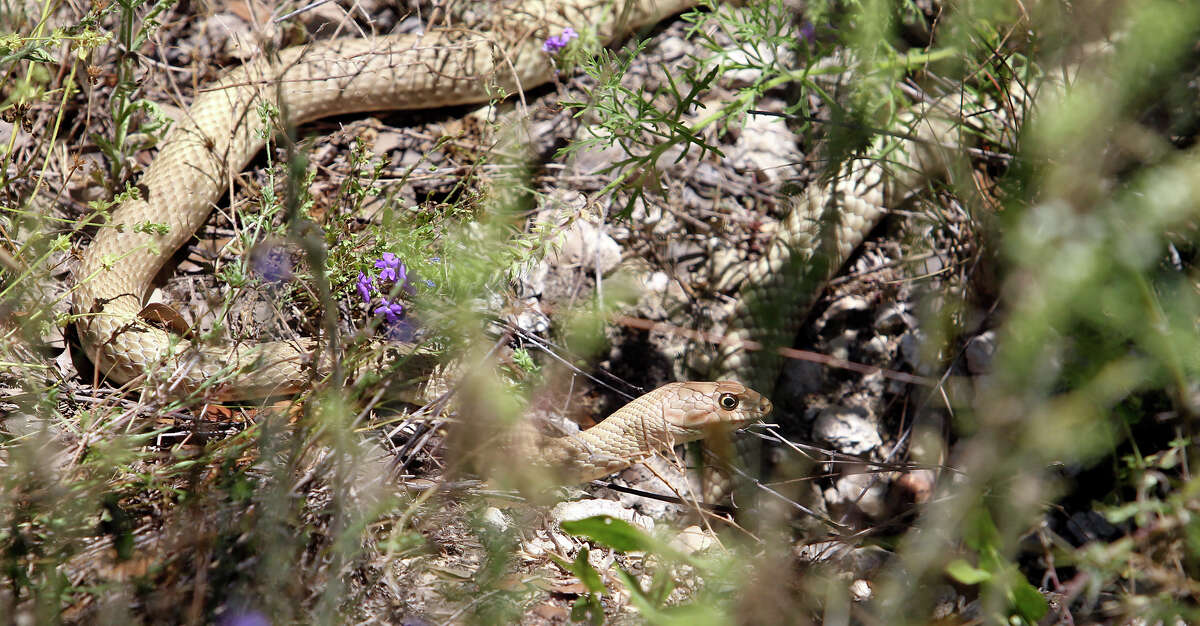 Texas officials see increase in rattlesnake bites