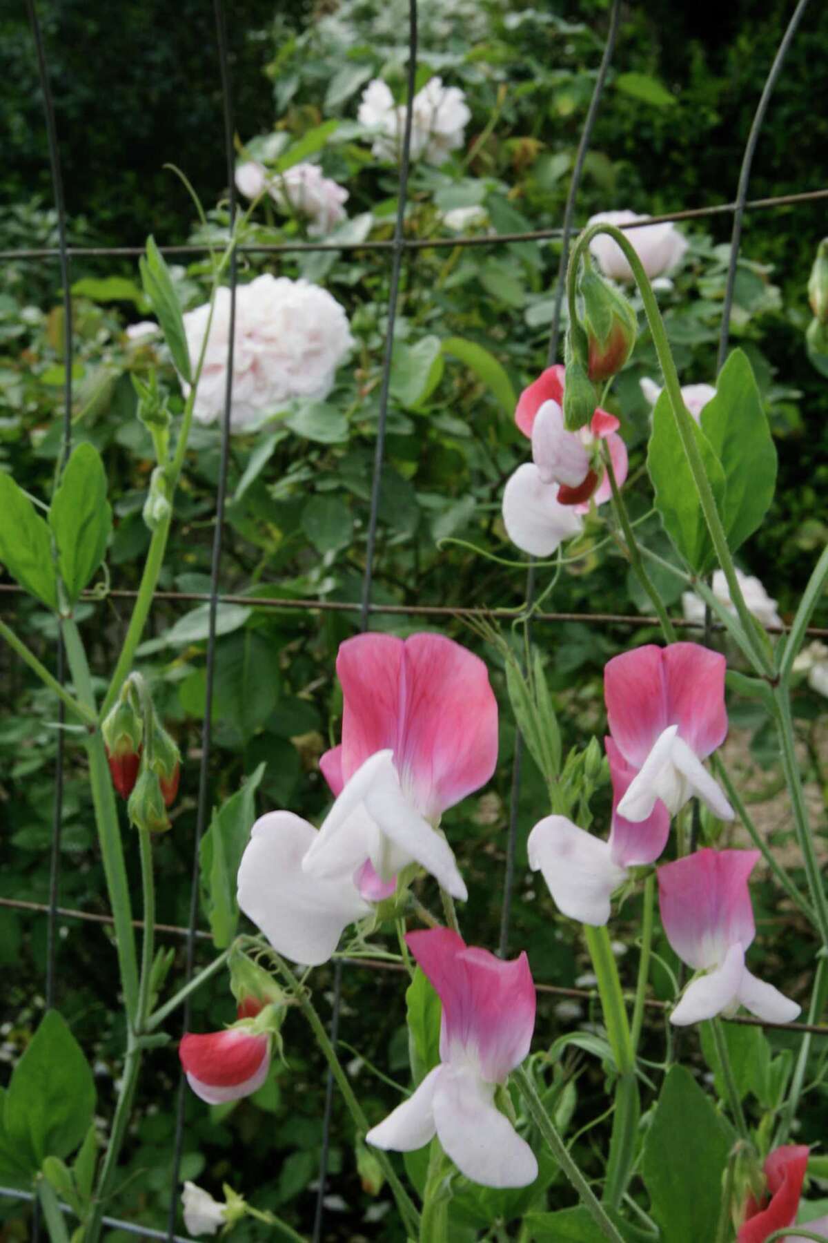 Gardeners look back and to the future when moving on