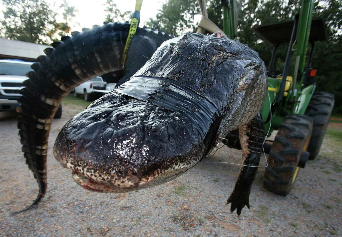 Hunters haul in 1,000-pound alligator