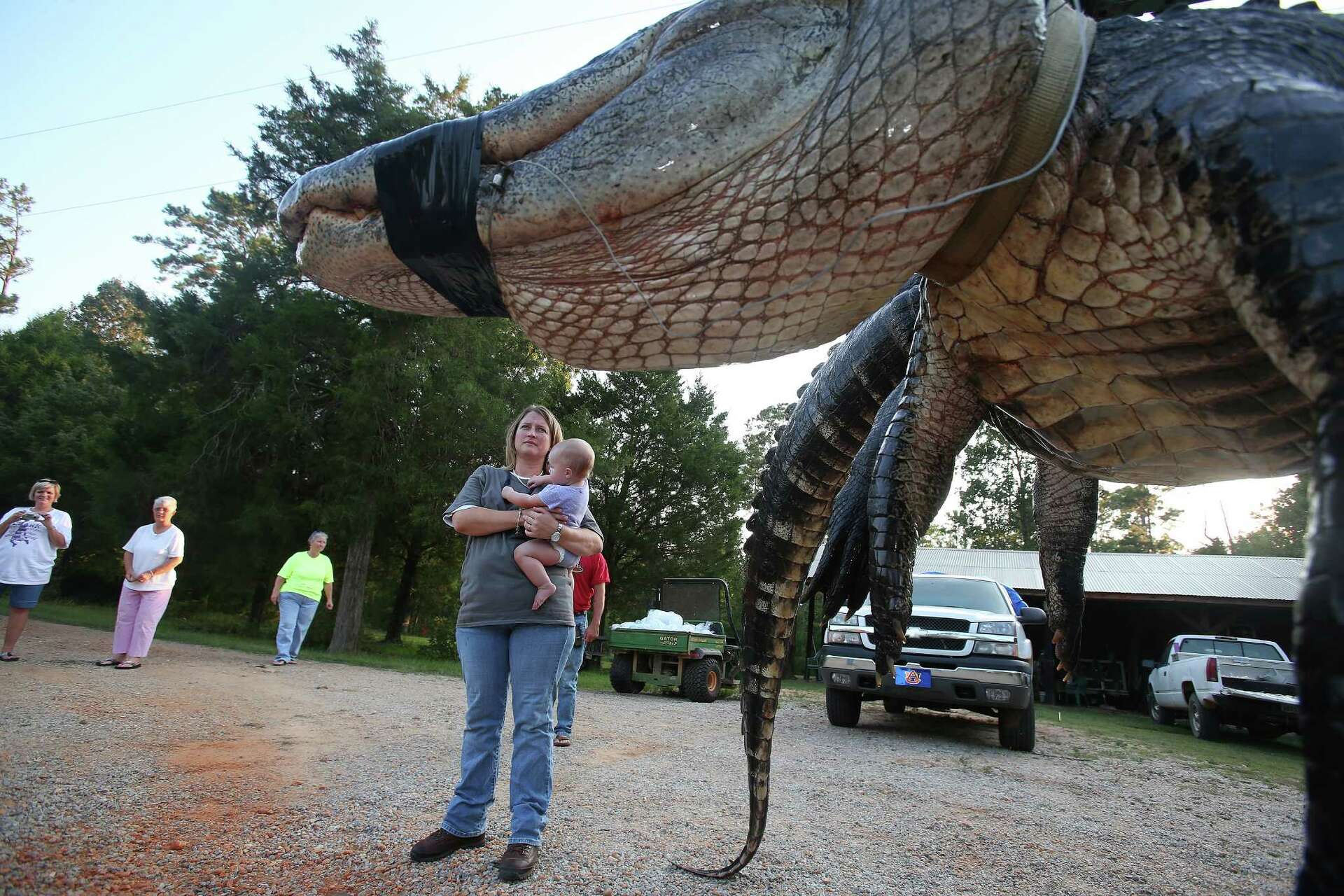 Hunters haul in 1,000-pound alligator