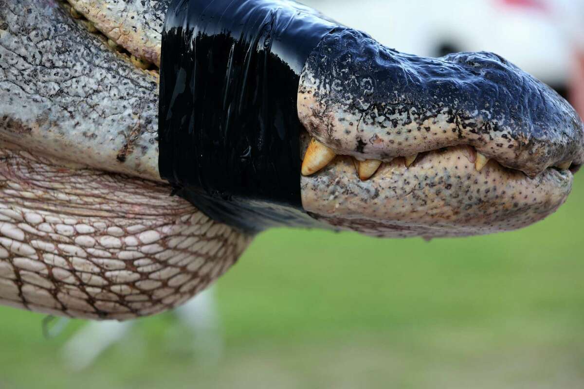 Hunters haul in 1,000-pound alligator
