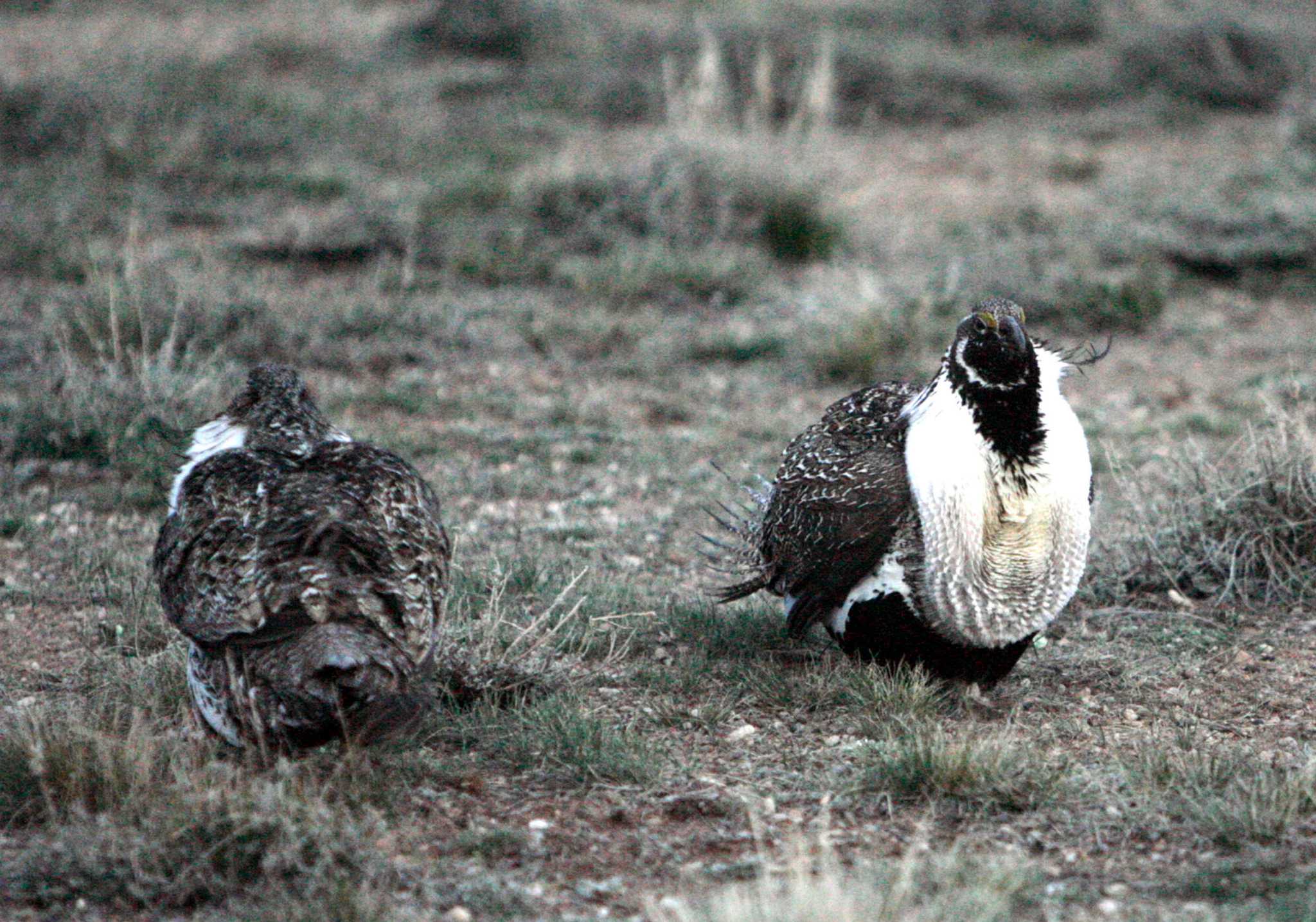 Enviromentalists and drillers must work together to save grouse, groups say