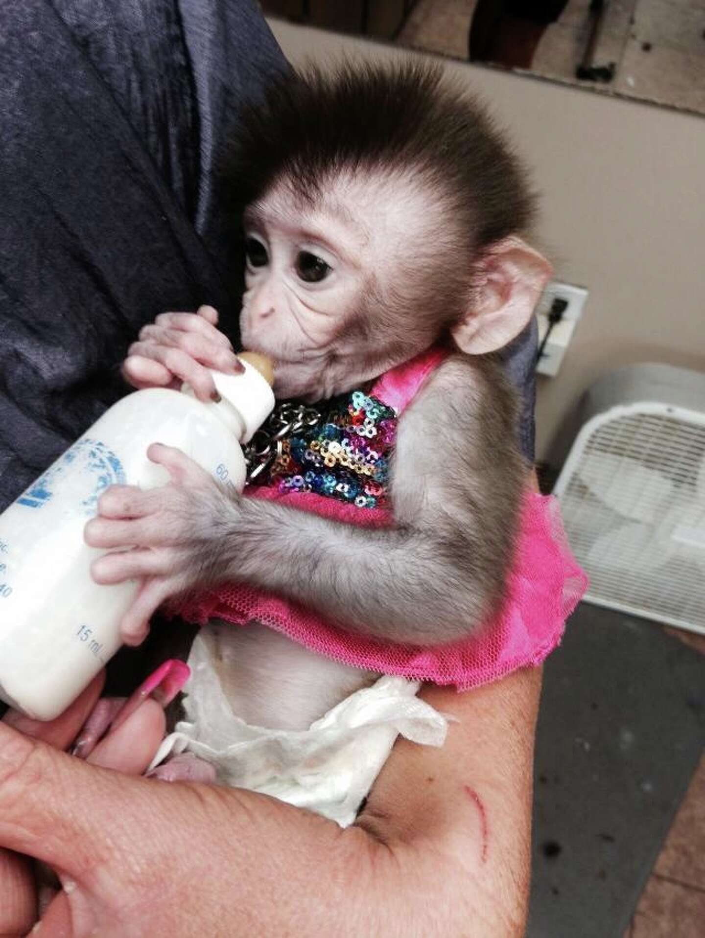 Kingwood monkey an online hit but animal experts fear she is doomed to ...