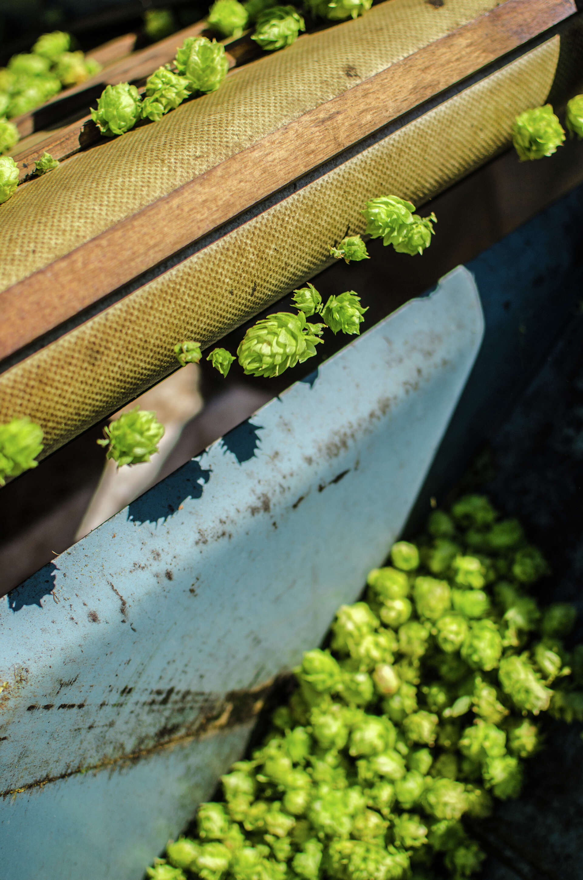 Local brewers make harvest beer with Northern California hops