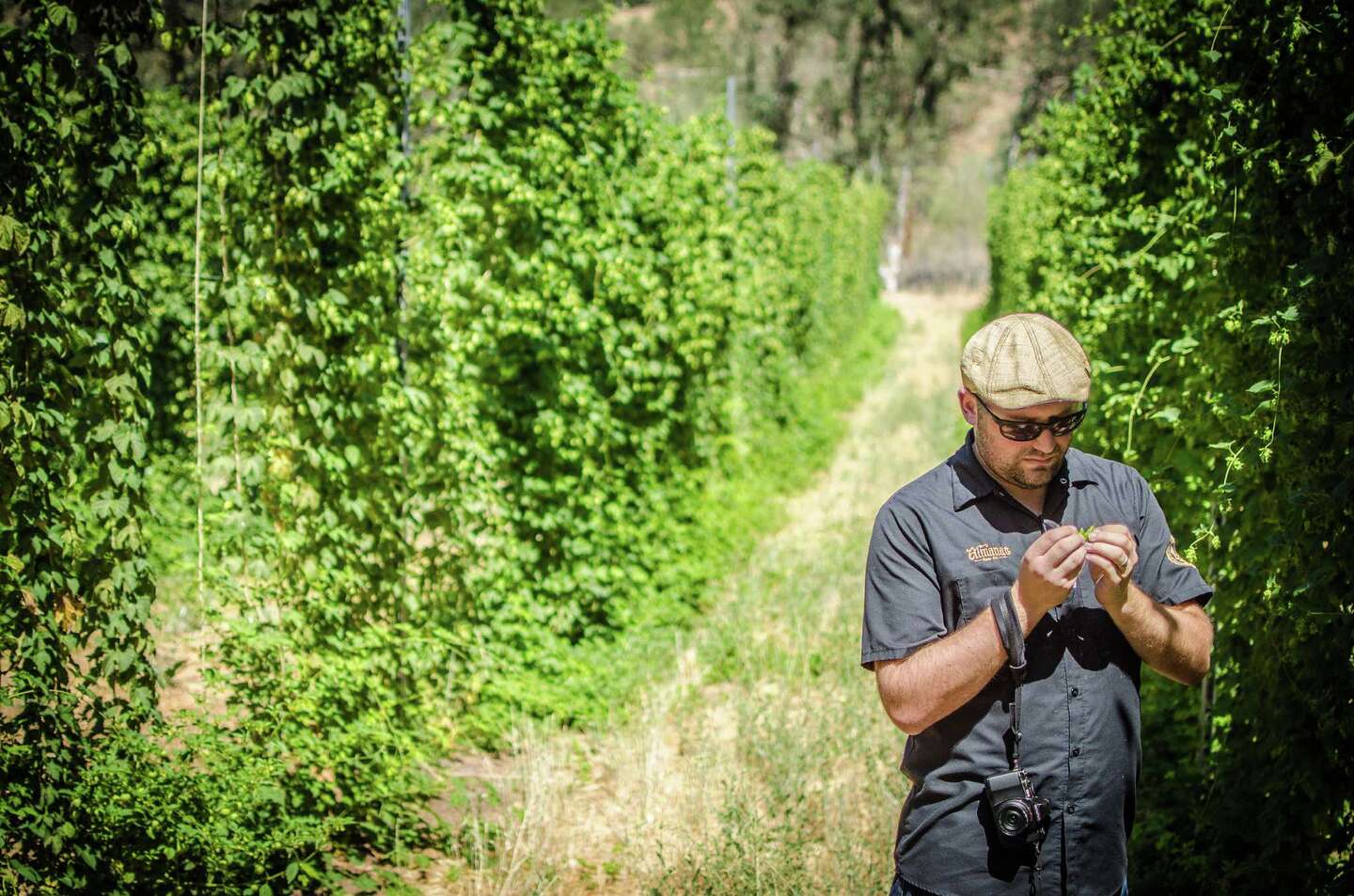 Local brewers make harvest beer with Northern California hops
