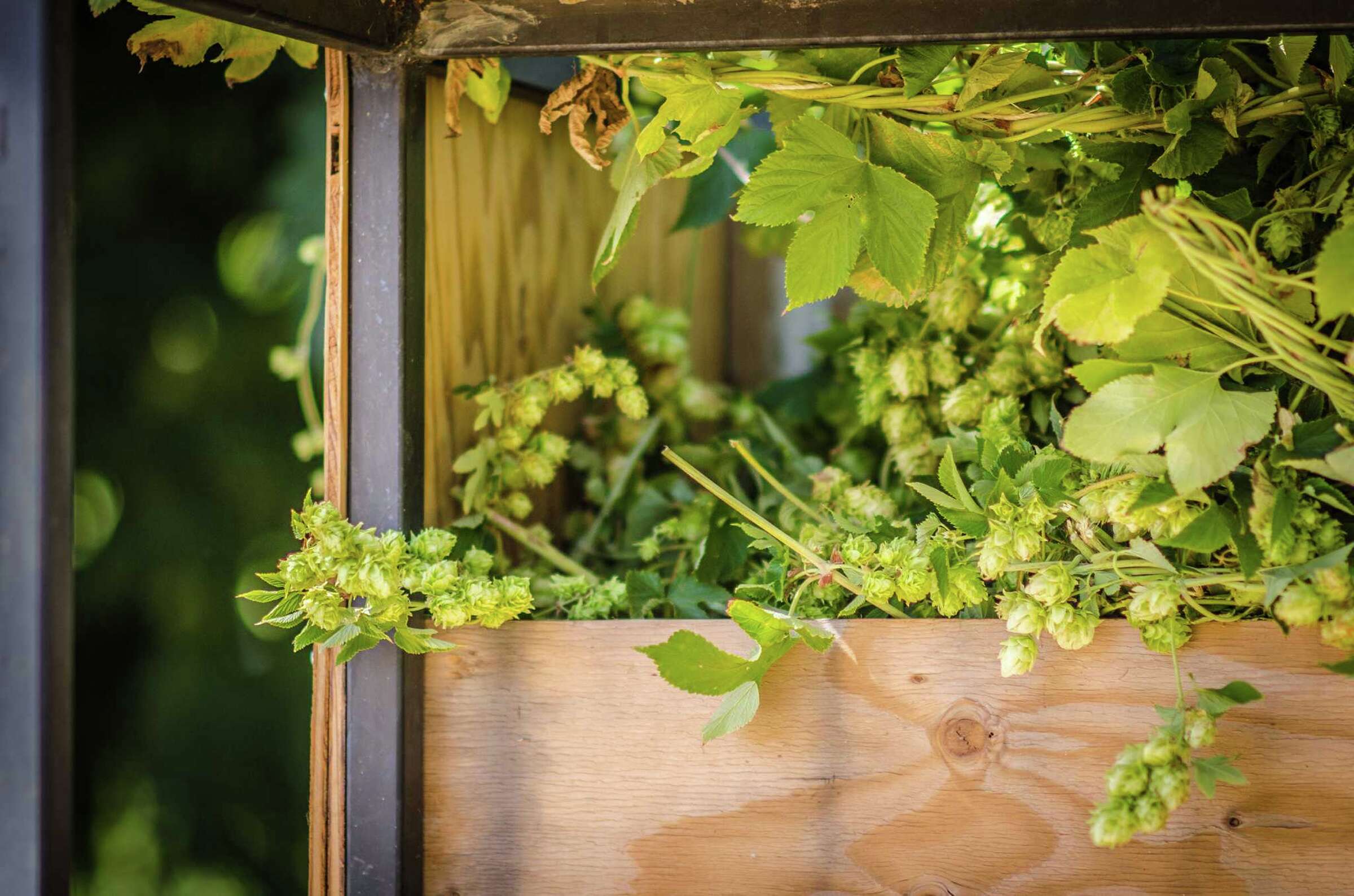 Local brewers make harvest beer with Northern California hops