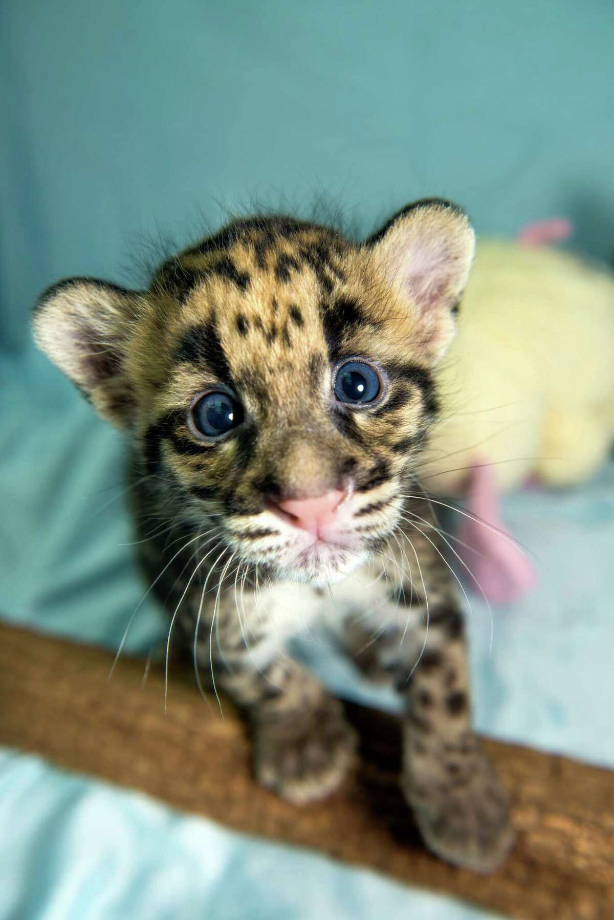 Houston's rare clouded leopard cubs can't get any cuter